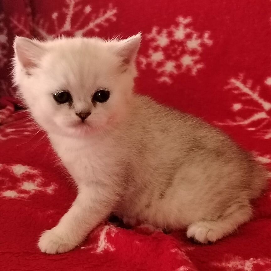 Шотландский вислоухий короткошёрстный котёнок