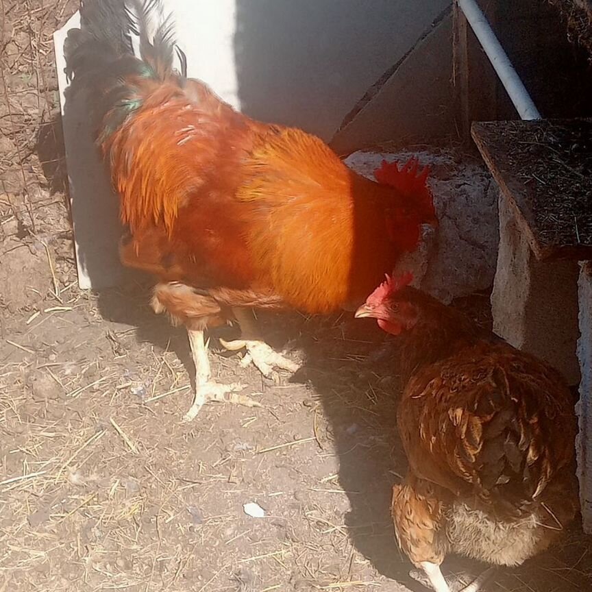 Молодые петухи