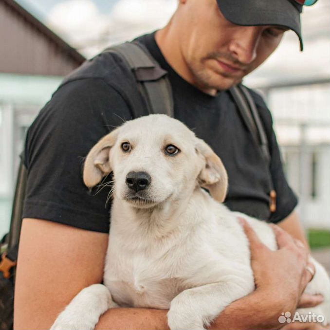 Белый кобелек ищет дом