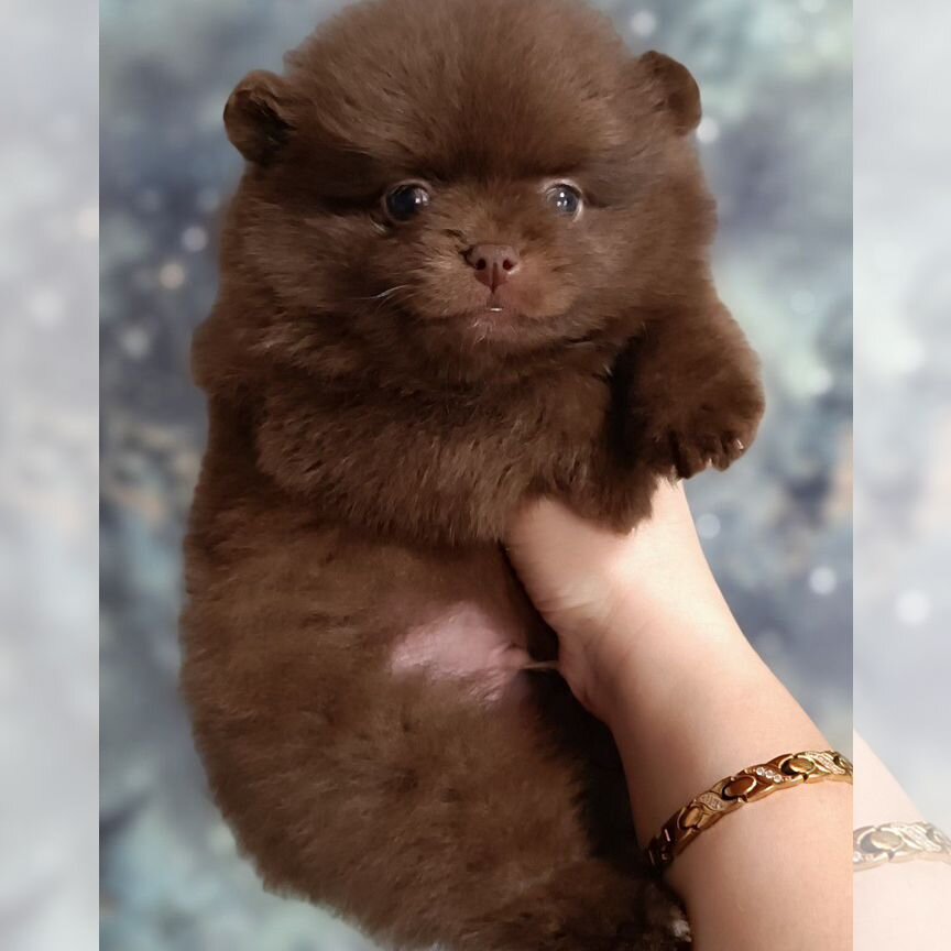 Шоколадный мишка