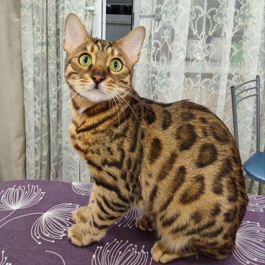 Бенгальская кошка. Вязка