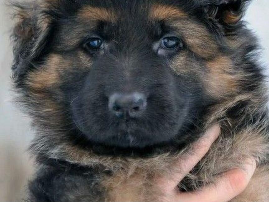 Немецкие овчарята