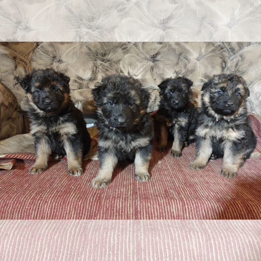 Немецкая овчарка, щенок