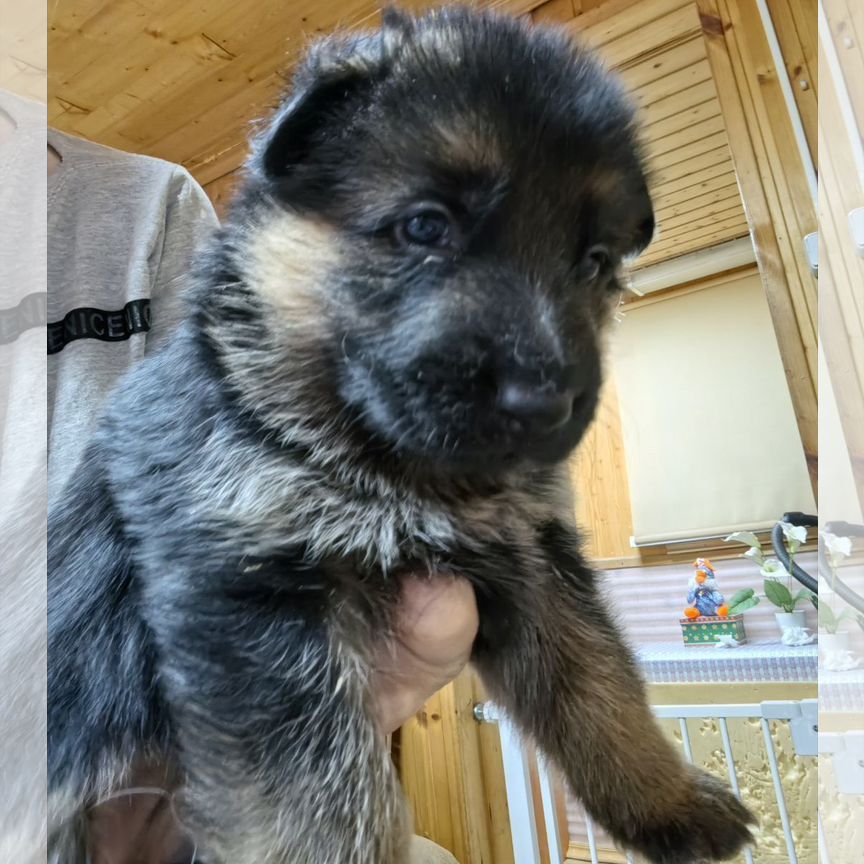 Немецкая овчарка, щенок