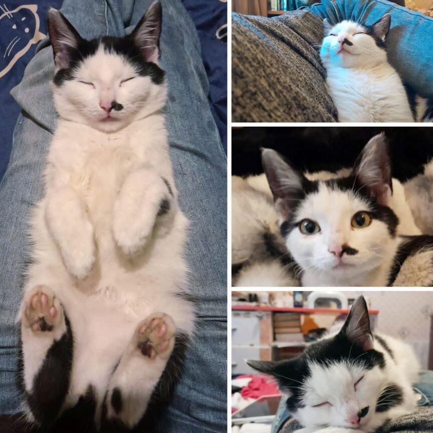 Ласковый котенок мальчик ищет дом