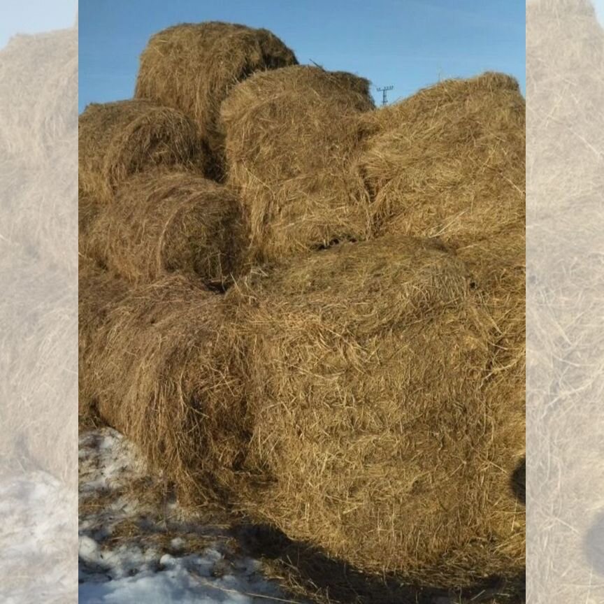 Сено в тюках