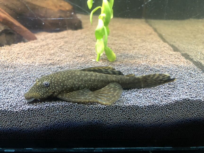 Сомики анциструс