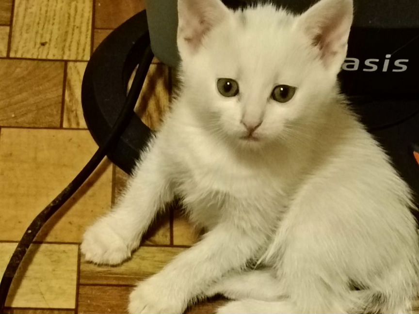 Кошка в дар бесплатно