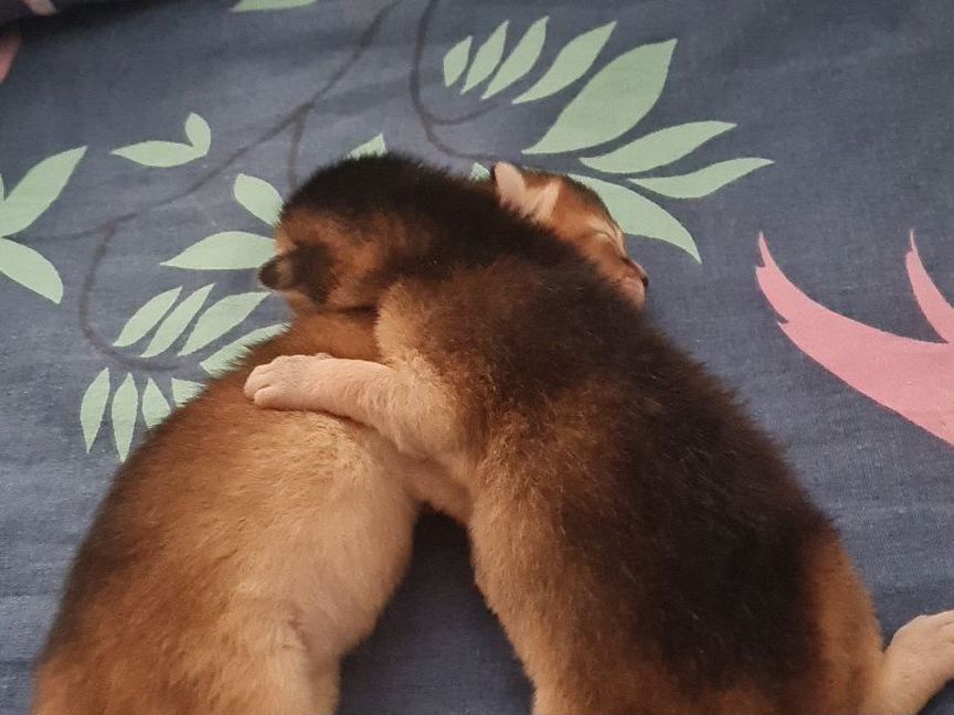 Абиссинские котята
