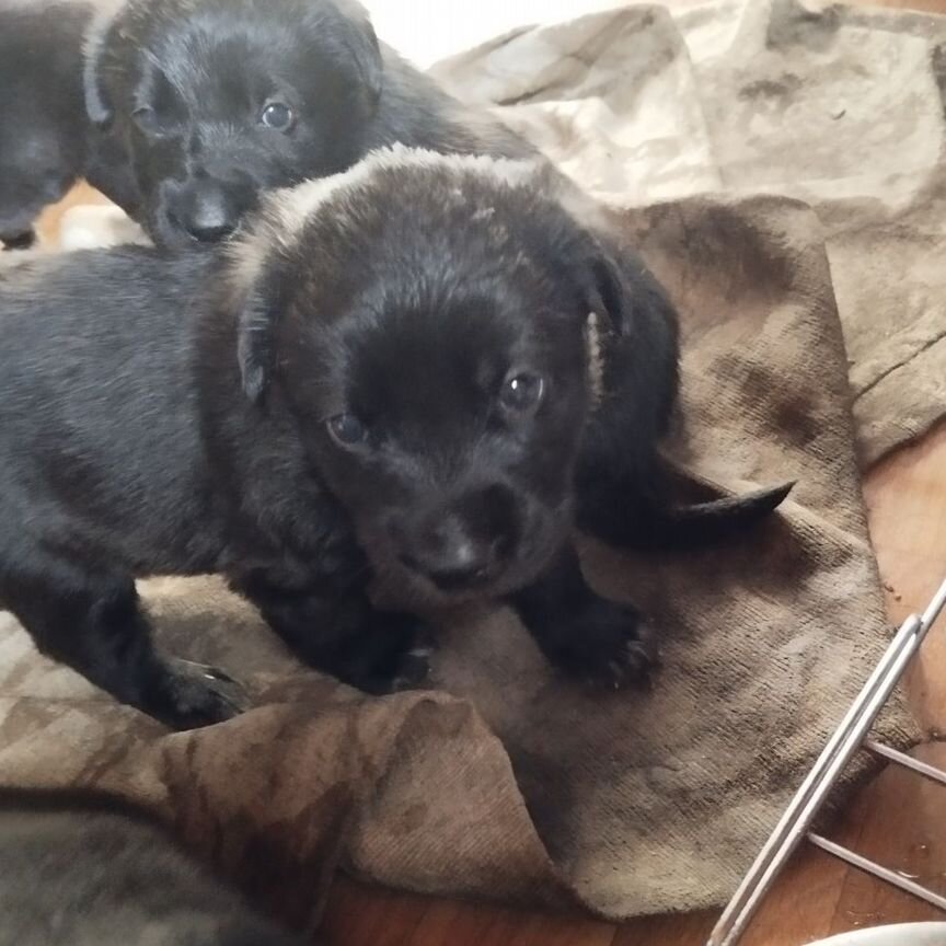 Лабрадор-ретривер, щенок