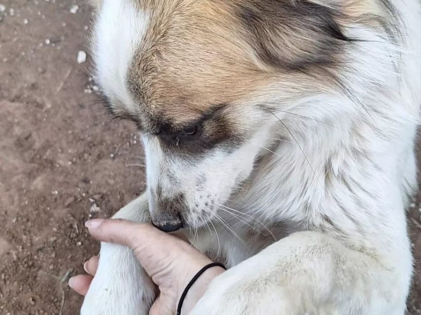 Собаки в очереди на усыпление ищут дом