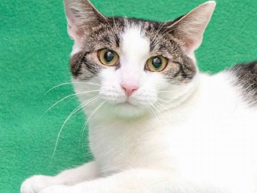 Скутера взяли в семью и снова возвращают. Ищем дом