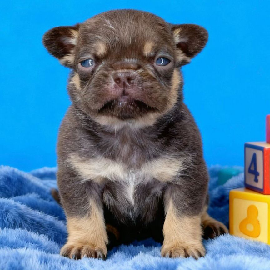 Французский бульдог, щенок