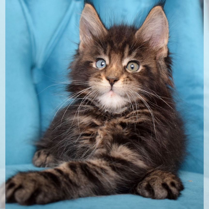 Мейн-кун котёнок