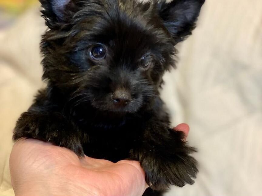 Йоркширский терьер девочка