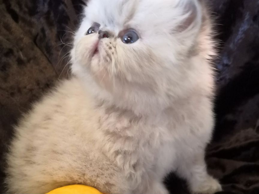 Гималайские котята