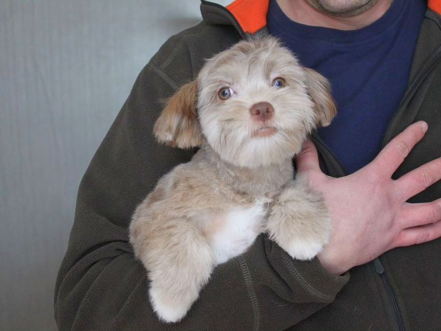 Мальтипу девочка