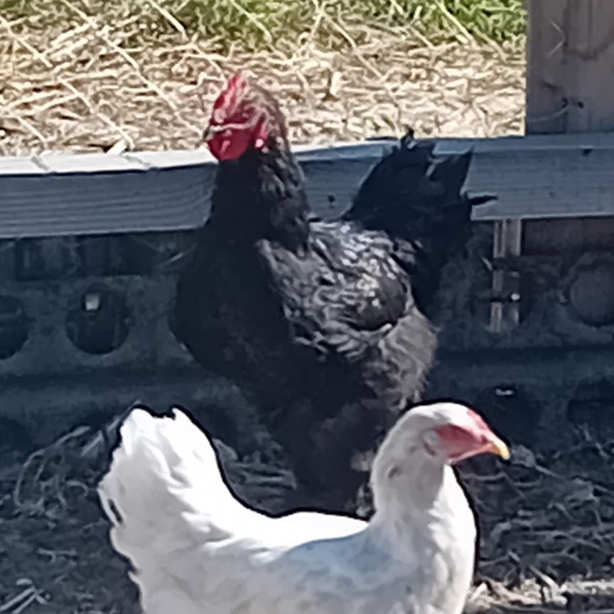 Продам разнопородных петухов