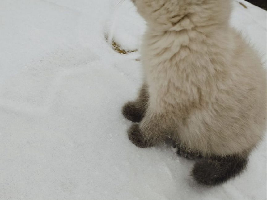 В добрые руки