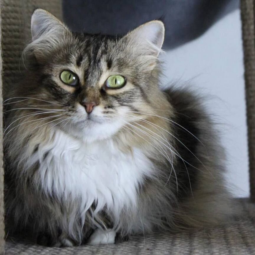 Маша в поисках любящей семьи