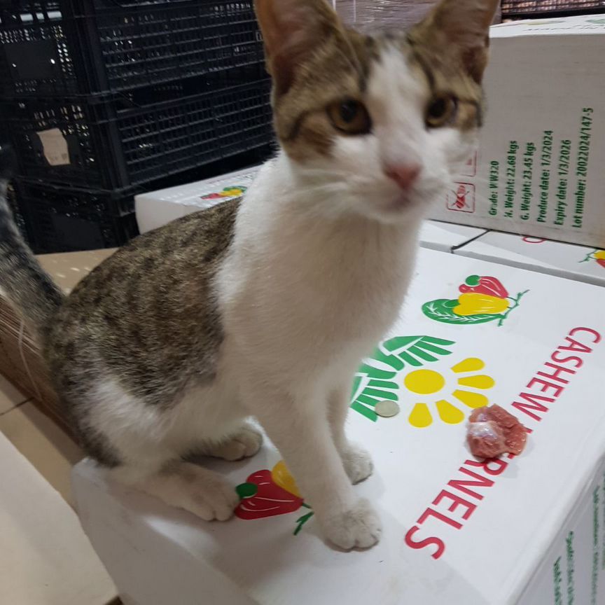 Отдам кота в добрые руки