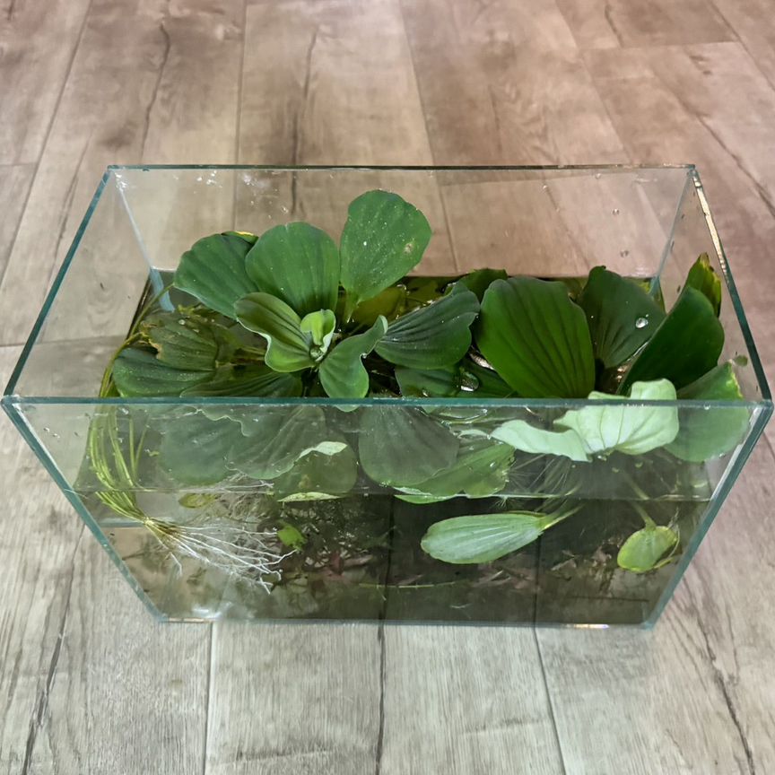 Аквариумные растения