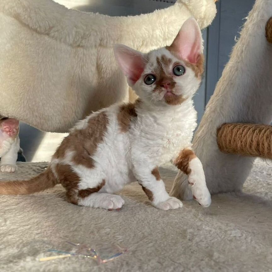 Котята девон-рекс