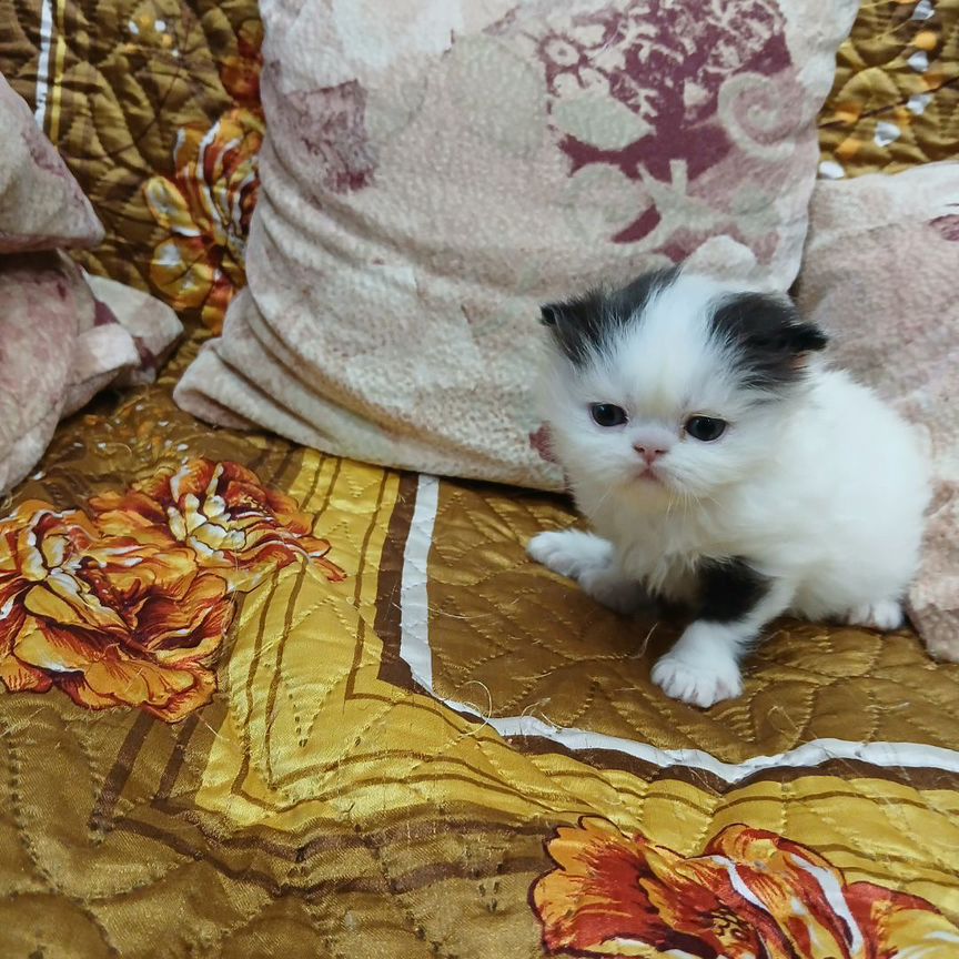 Продам котят экзотов