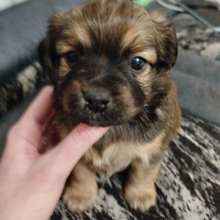 Щенок в добрые руки