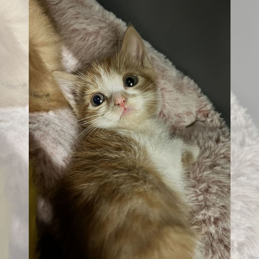 Котёнок в добрые руки