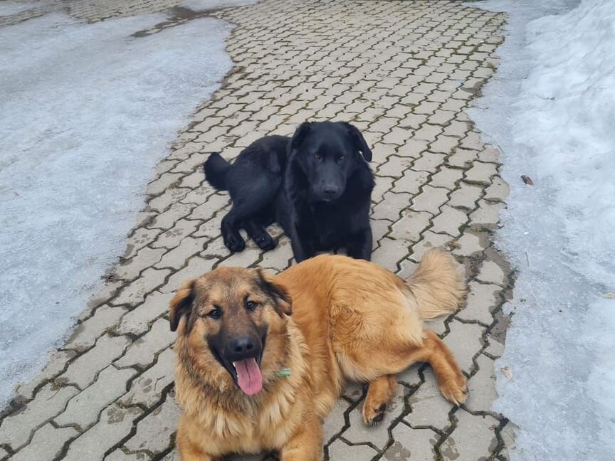 Собака в добрые руки отдам бесплатно