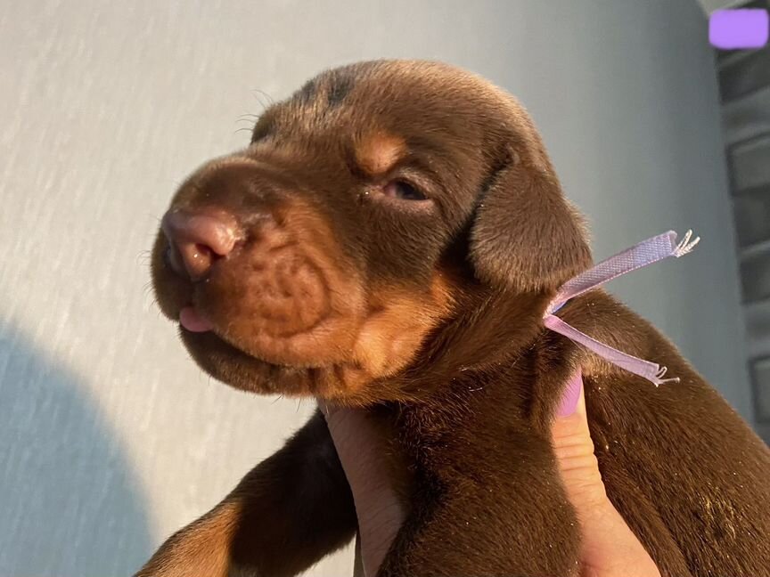 Щенки добермана