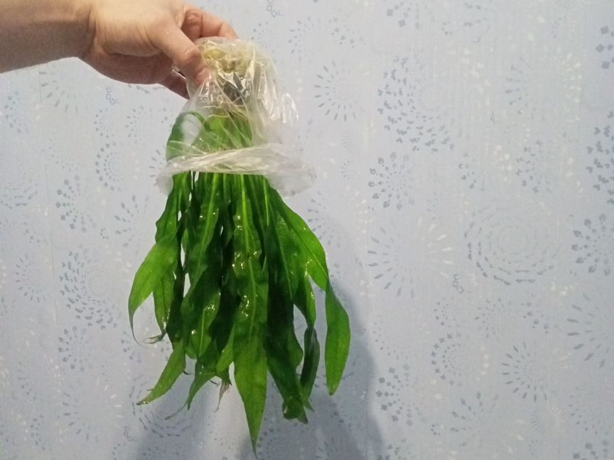 Эхинодорус амазонка