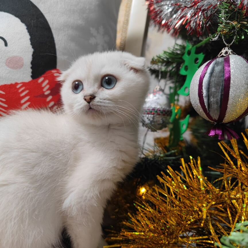Шотландский вислоухий котёнок шиншилла