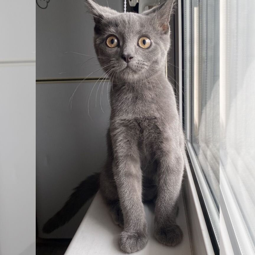 Котенок девочка бесплатно