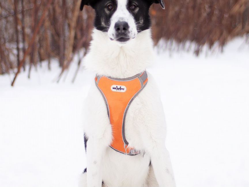 Собака в добрые руки из приюта