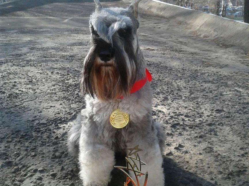 Цвергшнауцер п/с вязка