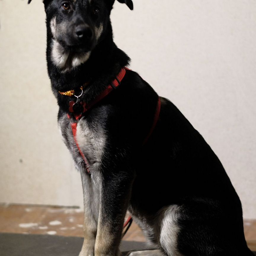 Мальчик щенок 6 месяцев