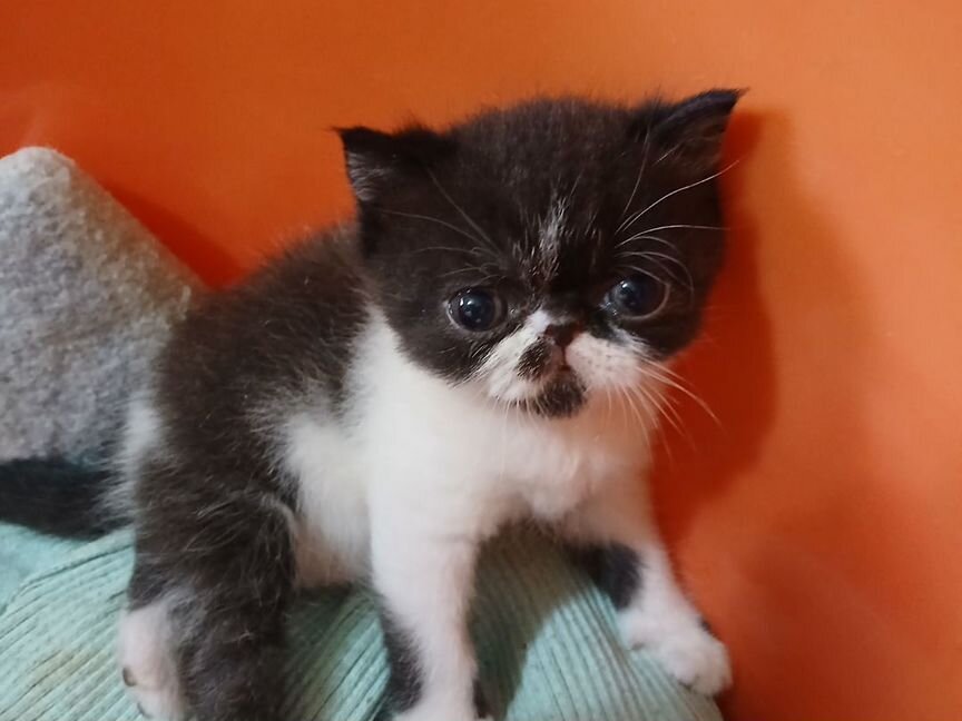 Котята экзоты (экстремалы) бронь