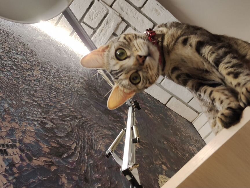 Бенгальская кошка серая