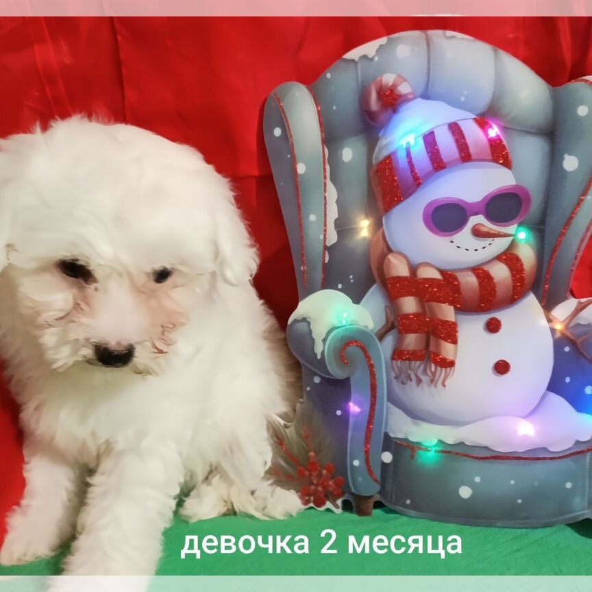 Мальтийская болонка, щенок