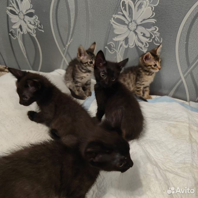 Милые котята
