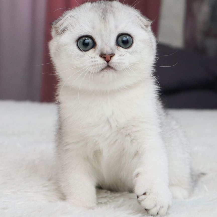Шотландский вислоухий короткошёрстный котёнок