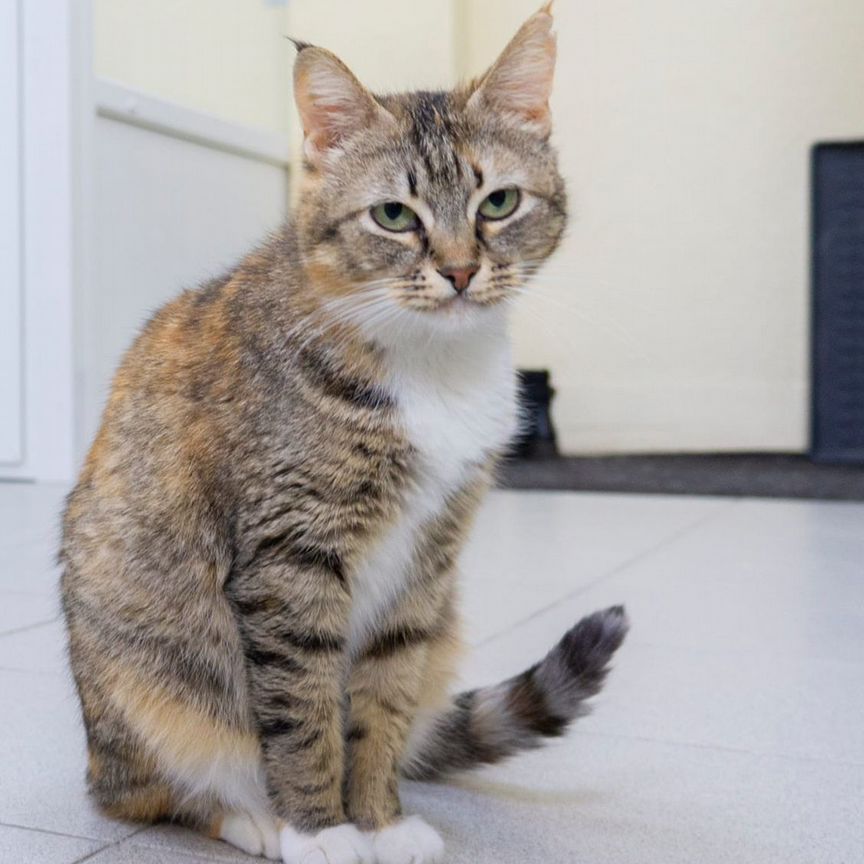 Рысь ищет дом