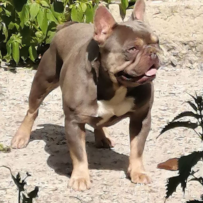 Французский бульдог