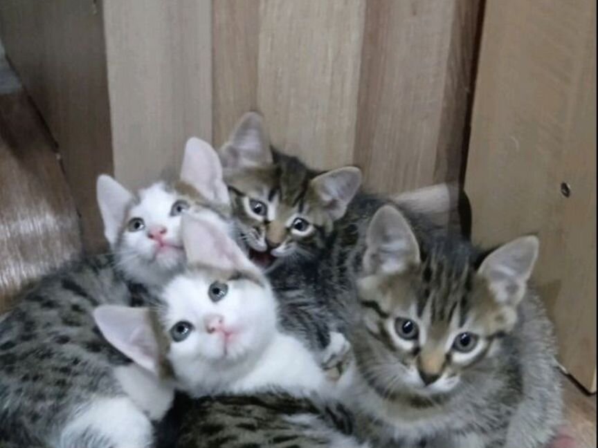 Кошка, кот