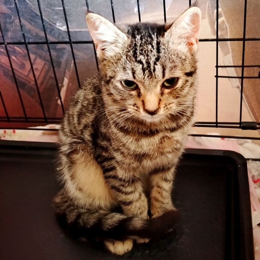 Котенок Ксюша в добрые руки