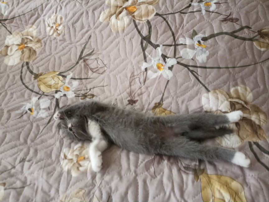 Британские котята