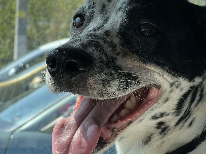 Собака бесплатно в заботливые руки