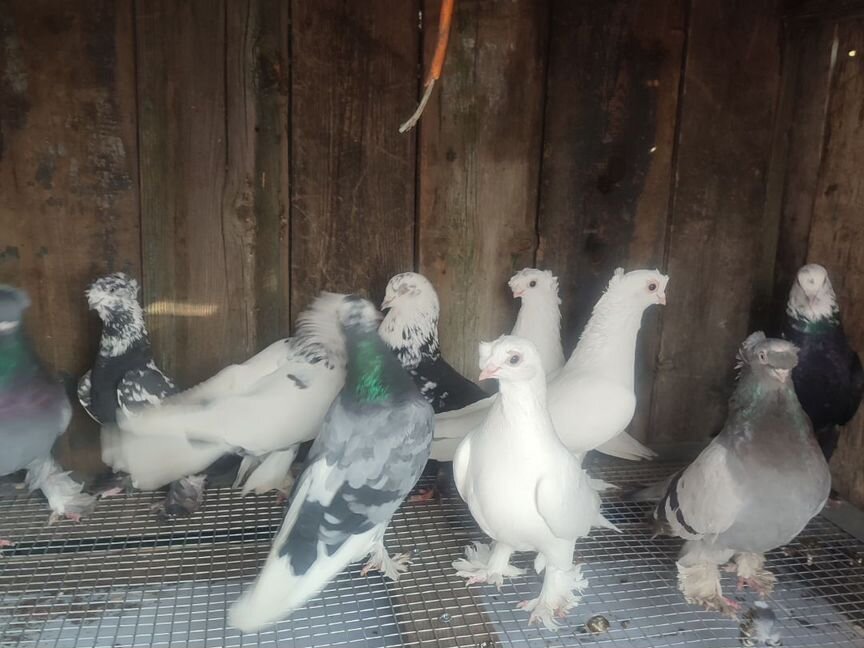 Голуби узбеки